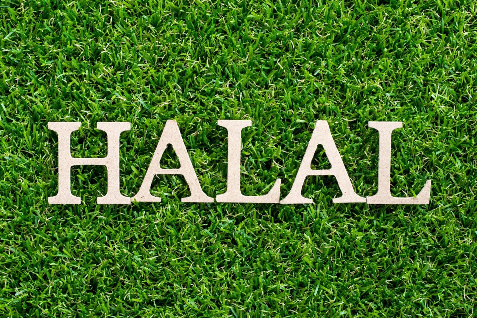 Answering Halal Meat Farm Questions! - Shepherds Touch Farm