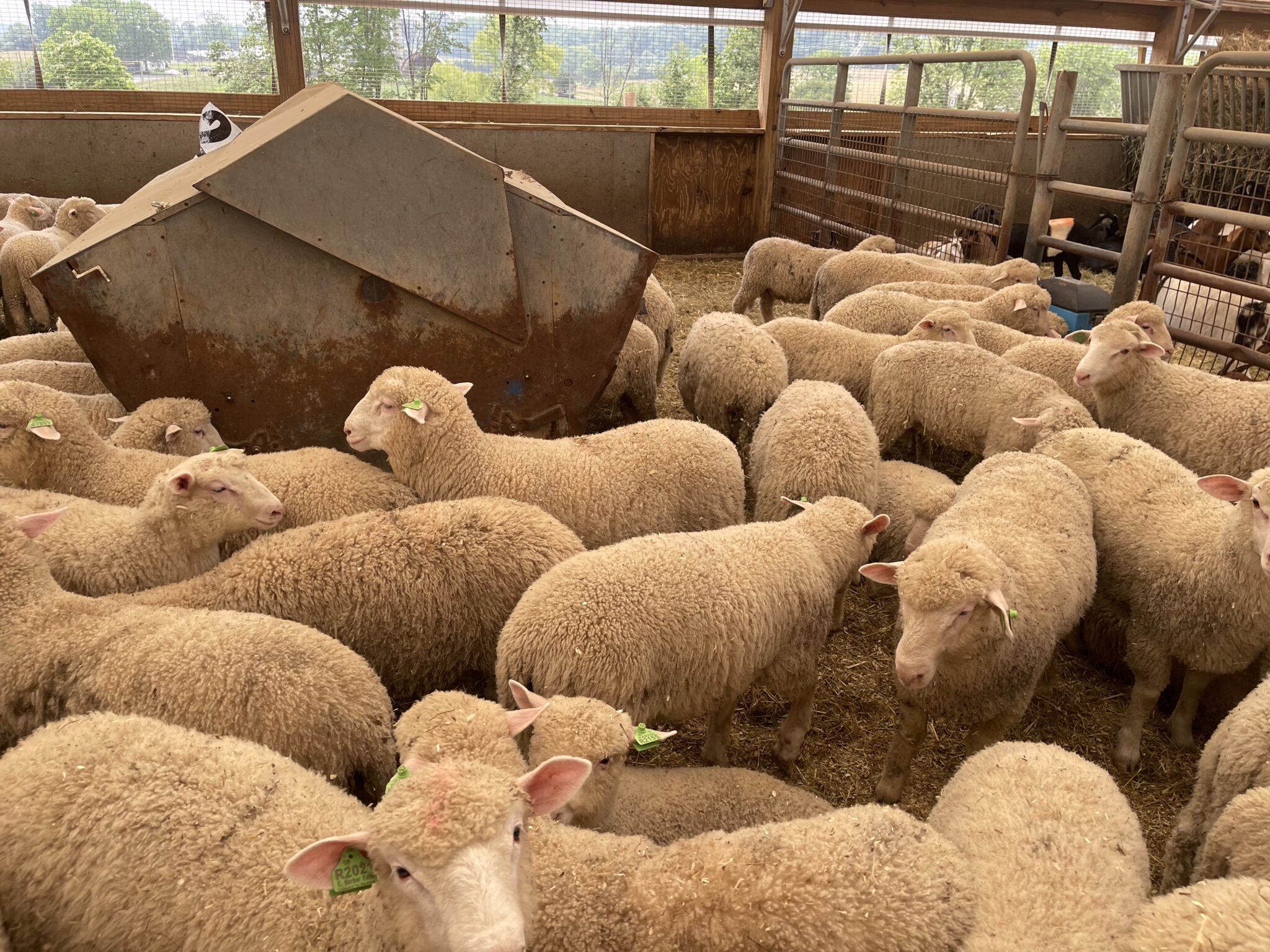 Sheep - Shepherds Touch Farm