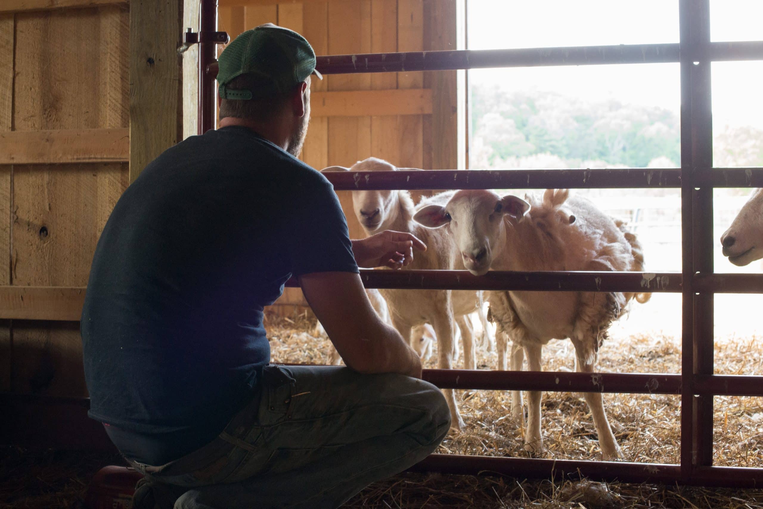 Answering Halal Meat Farm Questions! - Shepherds Touch Farm