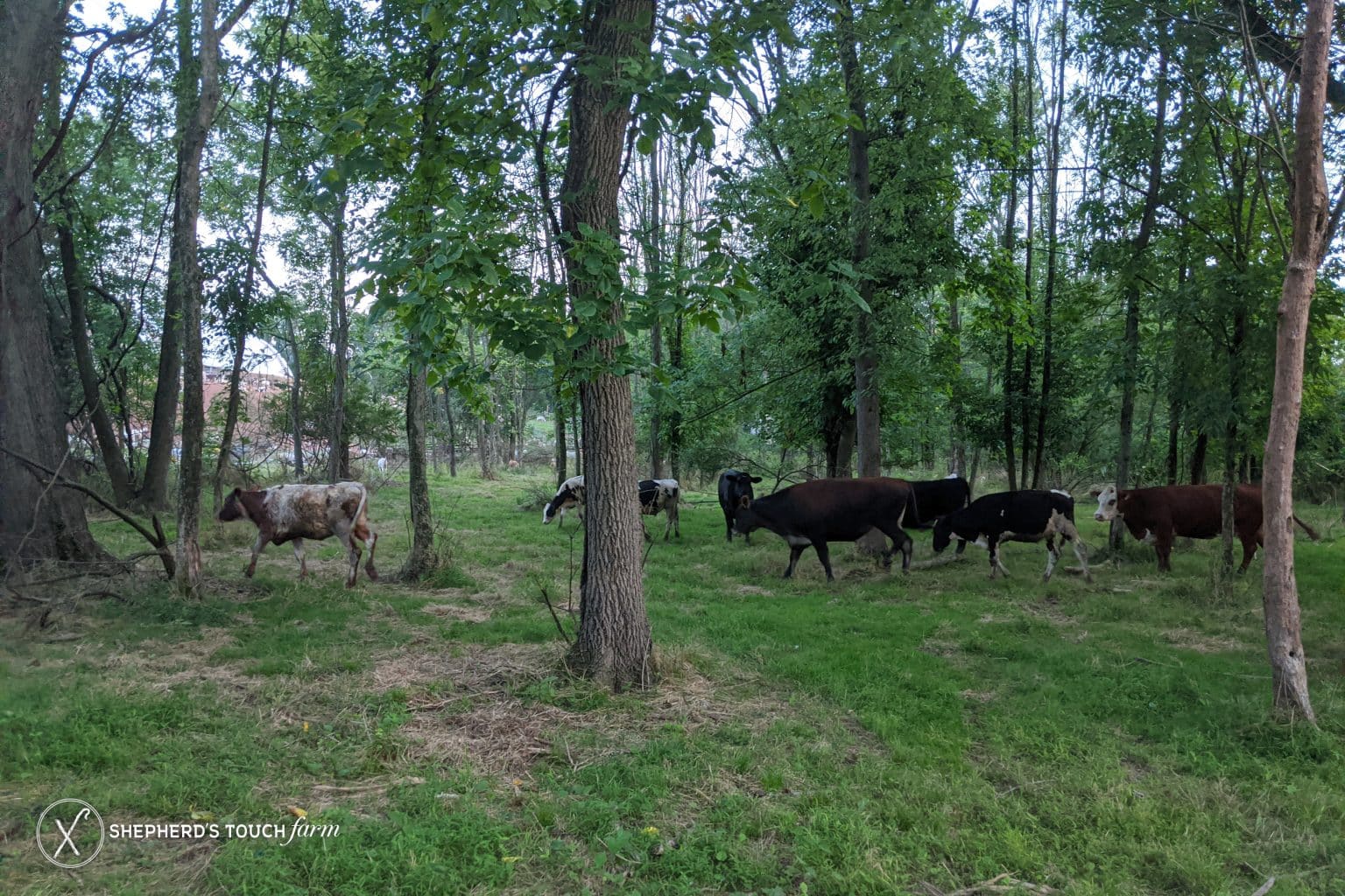 Buy Veal & Cow Beef Farm | 100% Halal Beef |Shepherd’s Touch