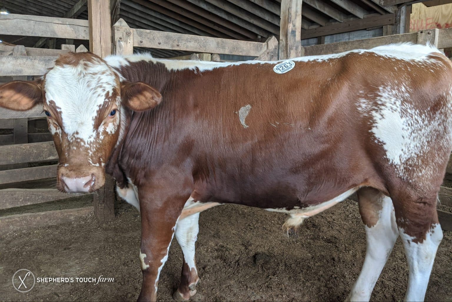 English - Shepherds Touch Farm - Shepherds Touch Farm