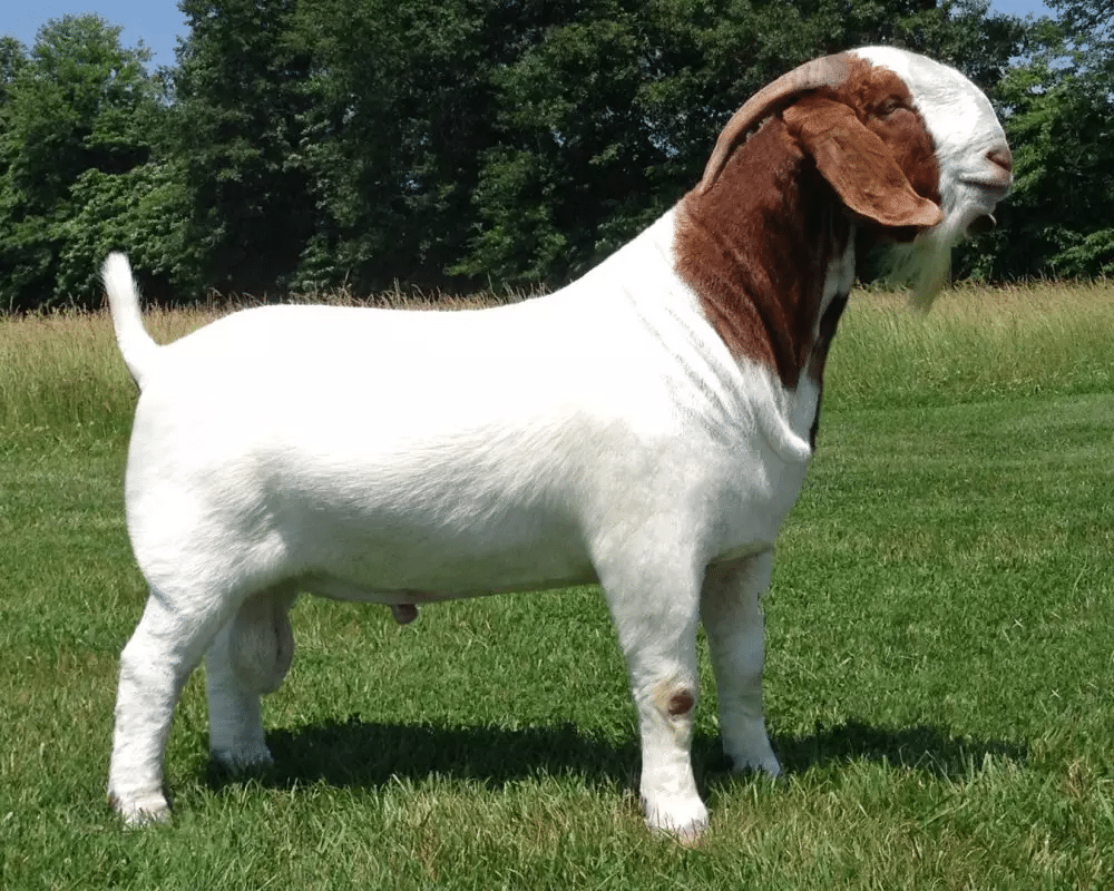 Halal Meat For Sale Near Harrisburg, Pennsylvania - Shepherds Touch Farm