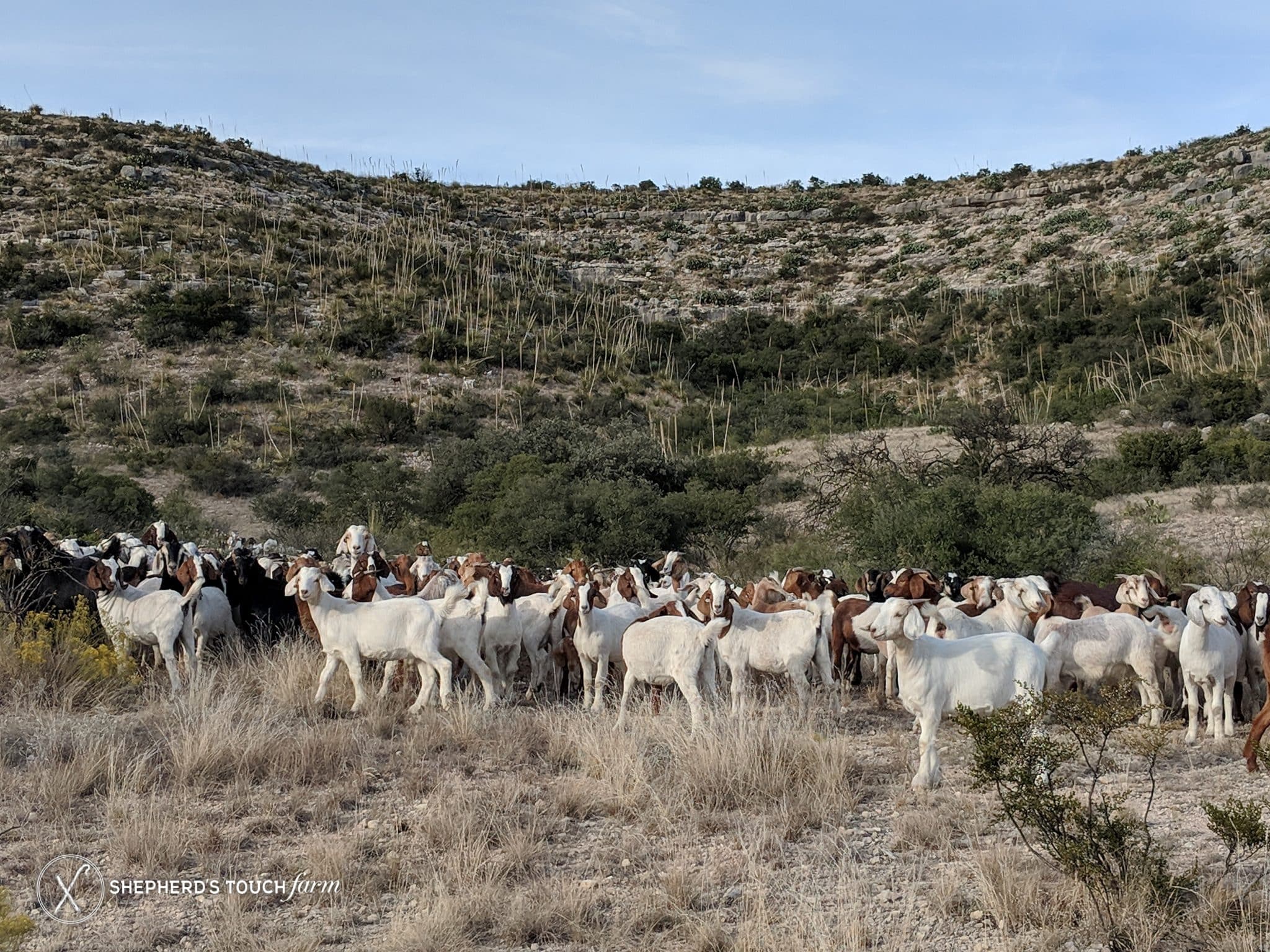 Goat - Shepherds Touch Farm