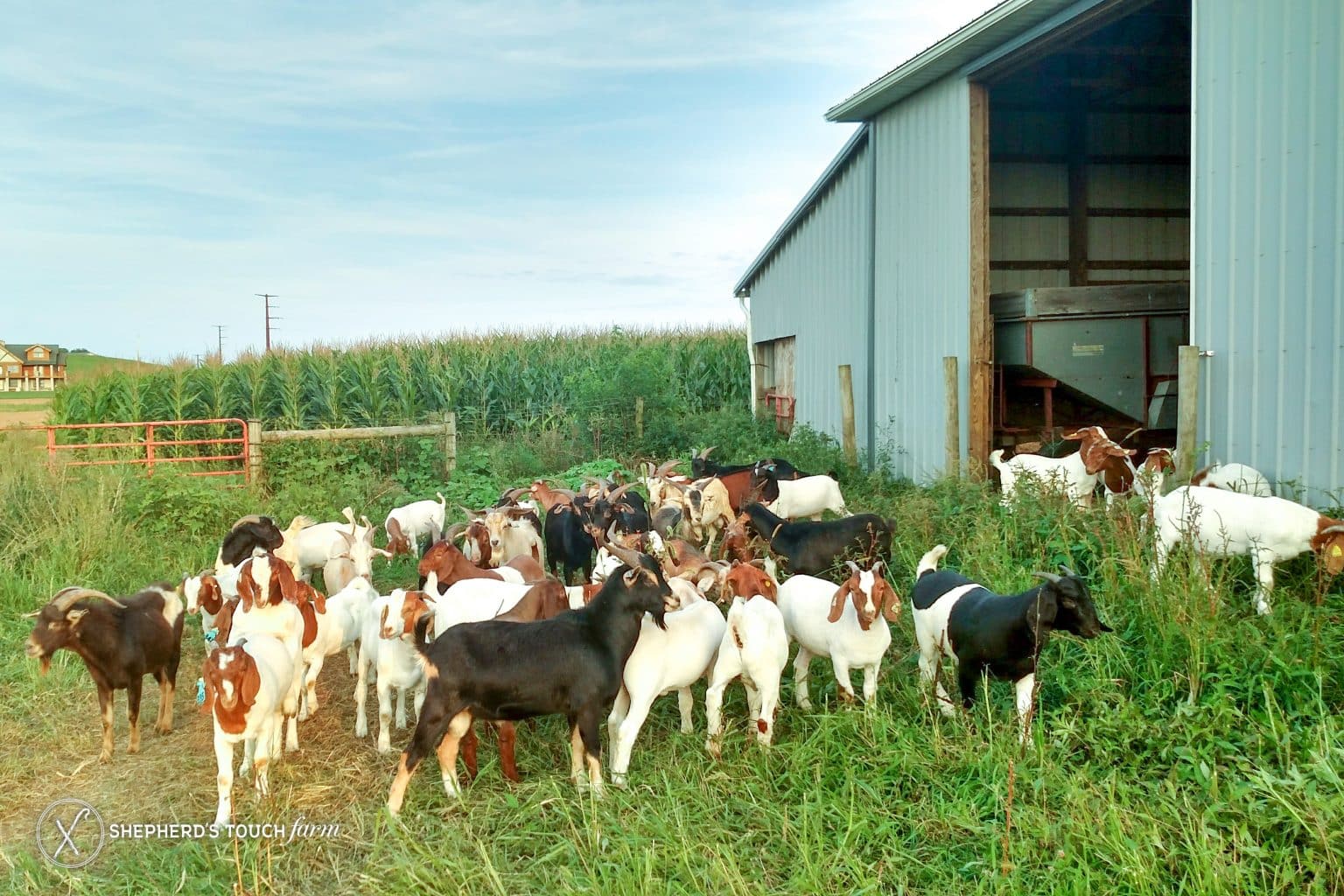 Goat - Shepherds Touch Farm