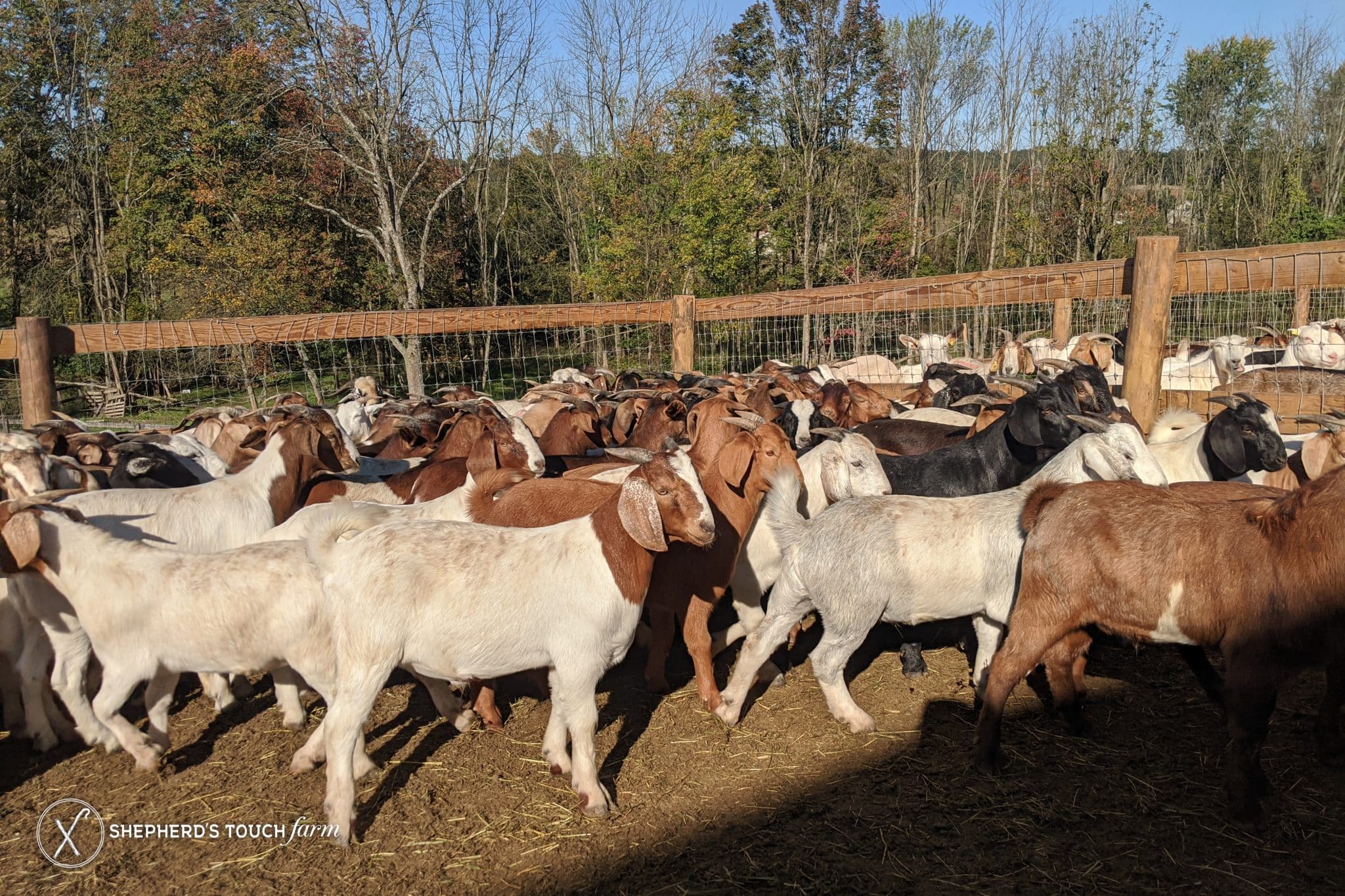 English - Shepherds Touch Farm - Shepherds Touch Farm