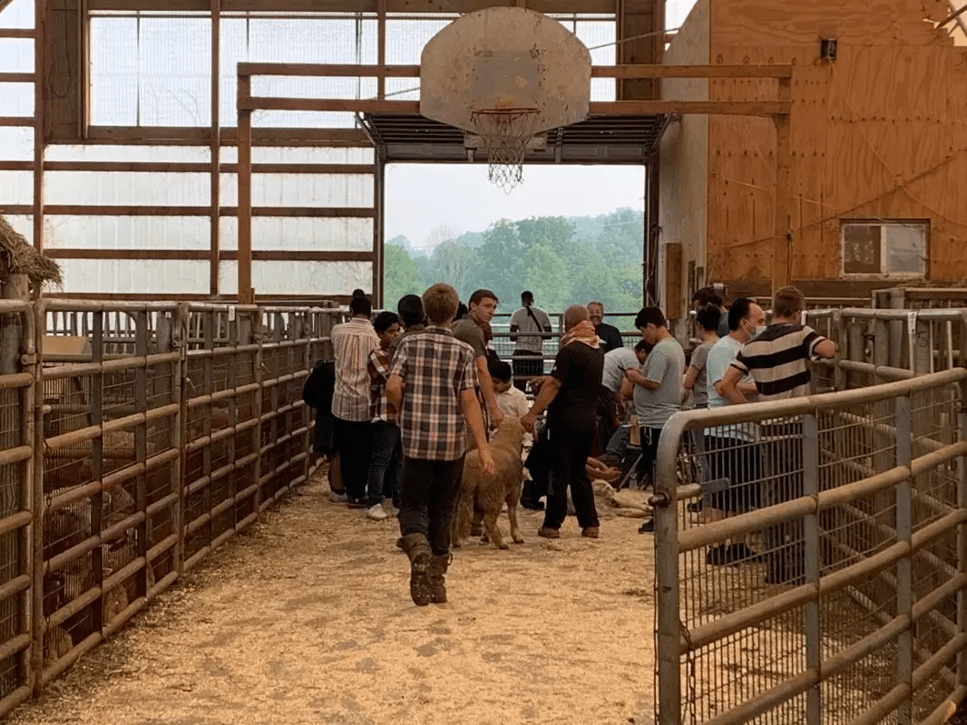 English - Shepherds Touch Farm - Shepherds Touch Farm