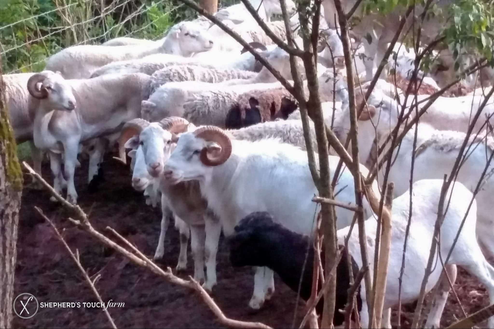 Sheep - Shepherds Touch Farm